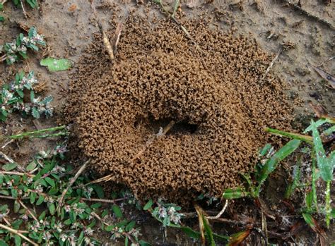 Fire Ant Hill