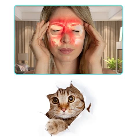 Some Things You Might Do If You Have Sinusitis And A Cat Companion