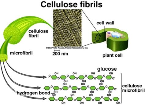 Cellulose Degraded By Cellulase The Hancock Lab