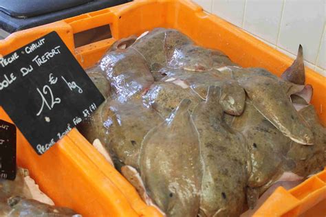 La Sogliola Solea Solea