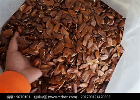 云南满泽向天果图片下载 红动中国