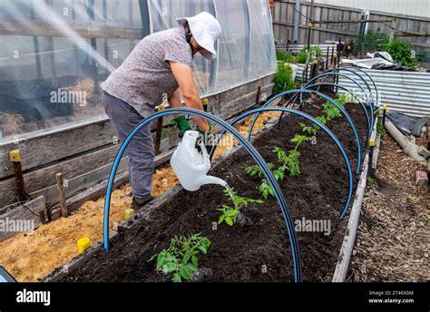 Watering In Newly Planted Well Hardened San Marzano Tomato Seedlings