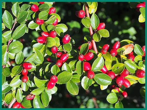 Cotoneaster Divaricatus Ipsmonitorde