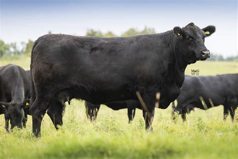 Skipton Sale Report Aberdeen Angus Cattle Society