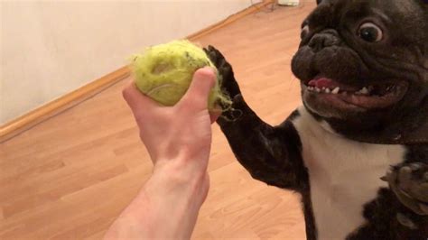 Французский бульдог играет Youtube