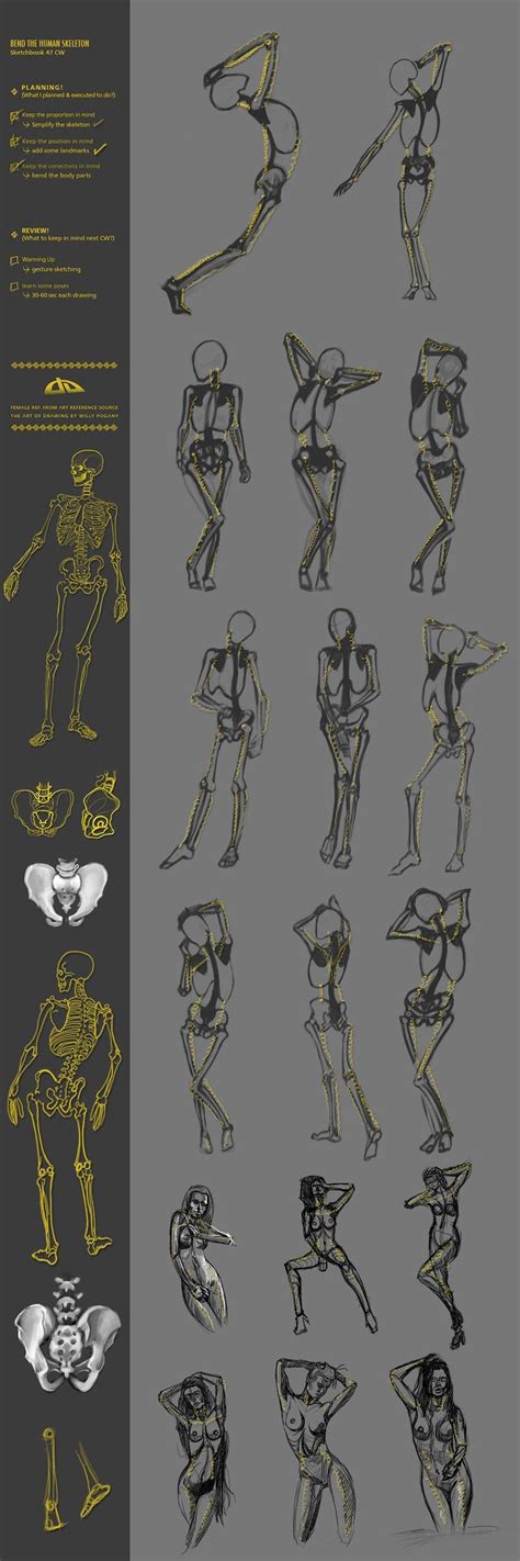 Pin By Bertrand On Posing Drawing References Skeleton Drawings Human