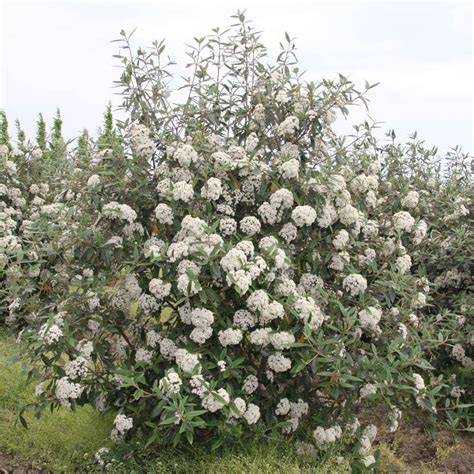 Immergrüner Schneeball Viburnum Pragense Weiß