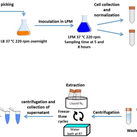 Scheme Of The Protocol For Metabolite Extraction Of Salmonella Download Scientific Diagram