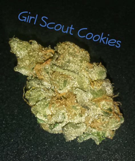 Girl Scout Cookies Strain Plant Outdoor At Bob Bormann Blog
