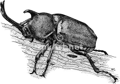 47 European Rhinoceros Beetle Art Ideas Beetle Art Beetle Rhino Beetle