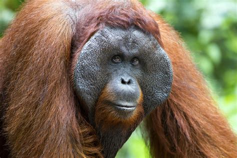 Orangutan Diet