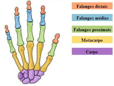 Conteúdo De Radiologia Esqueleto Apendicular Superior