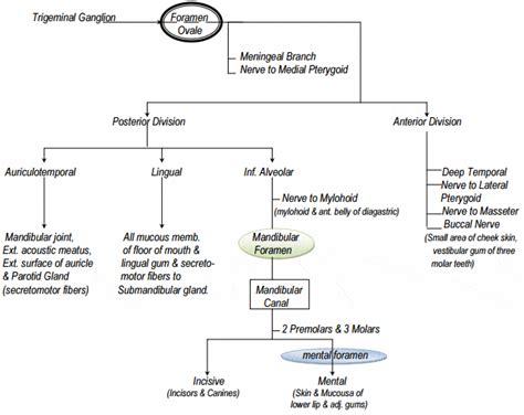 Trigeminal Nerve Simplified Epomedicine Trigeminal Nerve Simplified Epomedicine