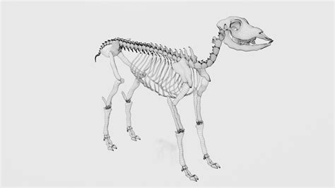 Doe Skeleton 3d Model Cgtrader