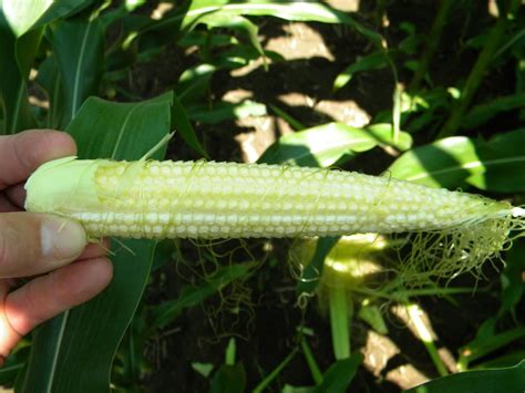 Better Crops By Barker Corn Pollination Trivia