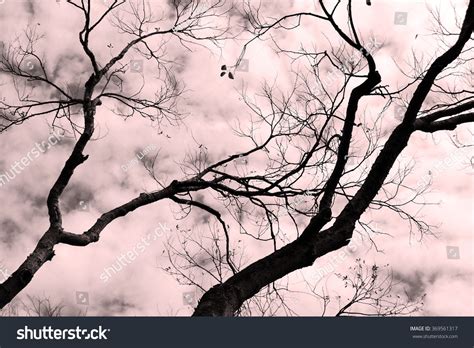 Naked Tree Winter Pink Effect Stock Photo 369561317 Shutterstock