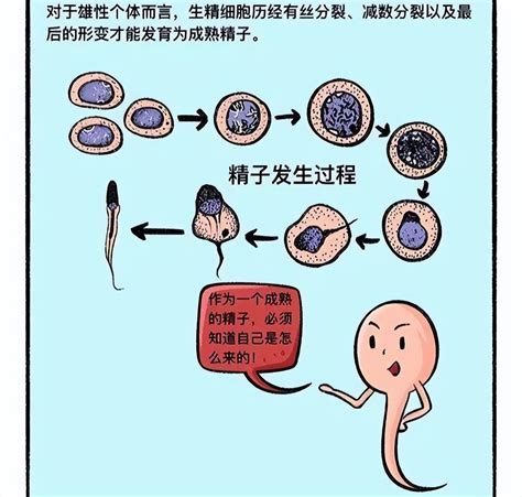 精子是怎样形成的？我国科学家研究出重磅成果，破解其中关键谜题 知乎