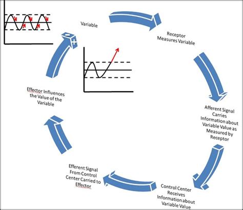 Feedback Response Loop Diagram