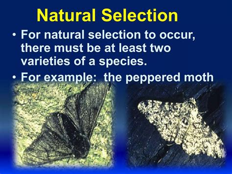 Natural Selection Of Charles Darwin Pptx