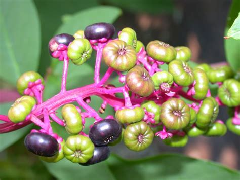 Phytolaccaceae Alchetron The Free Social Encyclopedia