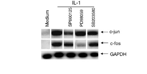 Effect Of Map Kinase Inhibitors On C Jun And C Fos Gene Expression Download Scientific Diagram