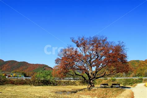 나무 Tree 식물 한그루 외로움 사진 이미지 일러스트 캘리그라피 초하작가