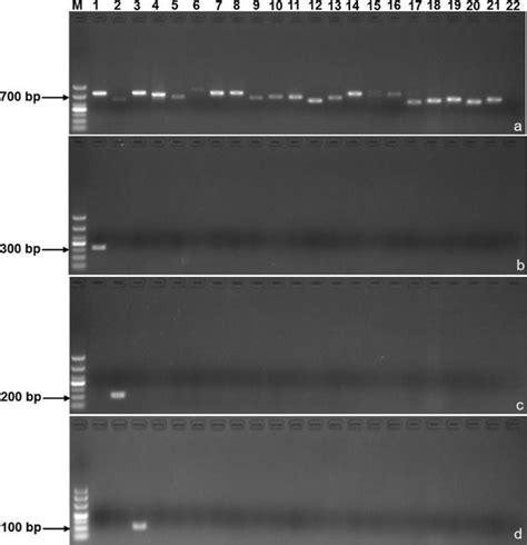 Primer Specificity Detection Of Each Target Algae Specie A Efficacy Primer Specificity Detection Of Each Target Algae Specie A Efficacy