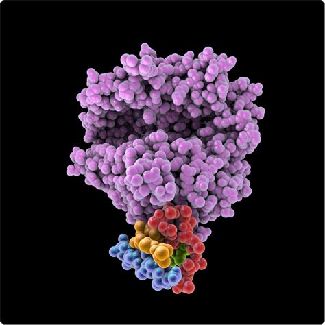 Ace2 And Pattern Recognition Receptor Genes Increase With Age