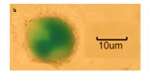 Macromol Free Full Text Cross Linked Polymeric Gels And Nanocomposites New Materials And