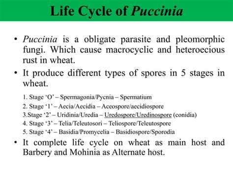Life Cycle Of Pythium Albugo Erysiphe Claviceps Ustilao And
