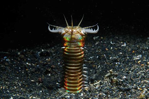 10 Frightening Facts About The Bobbit Worm
