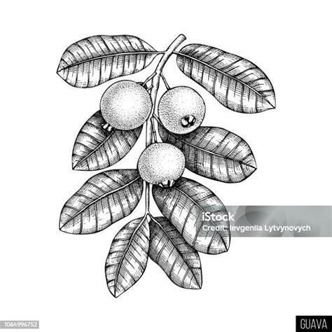 Gambar Vektor Jambu Biji Ilustrasi Stok Unduh Gambar Sekarang Tumbuhan Murad Sejati Jambu