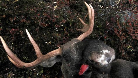 Skal Forske På Elg Sex