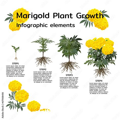 Marigold Plant Growth Stages Infographic Elements Marigold Plant