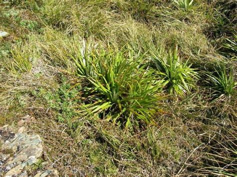 Celmisia Picturethis