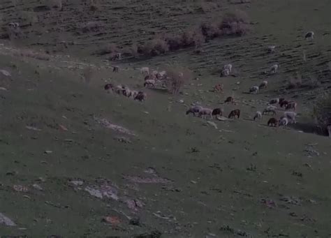Cattle And Sheep Object Detection Model By 1