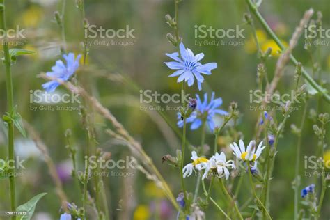 7 초원 꽃 치커리와 데이지의 여러 가지 빛깔의 클로즈업 이미지 0명에 대한 스톡 사진 및 기타 이미지 0명 계절 꽃 나무 Istock