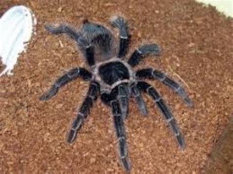 Rare Footage Lasiodora Parahybana Bird Eating Tarantula Molting 😳