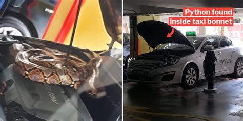 Python Seen At Redhill Carpark Vanishes And Reappears In Taxi Engine Car
