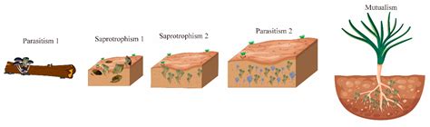 Trichoderma Dual Roles In Biocontrol And Plant Growth Promotion