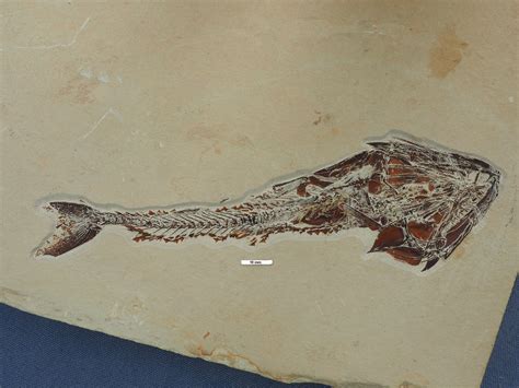 Eurypholis Boissieri Pictet 1850 Member Collections The Fossil Forum
