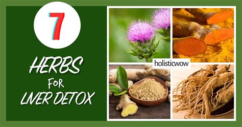 7 Essential Herbs For Natural Liver Detoxification Holisticwow