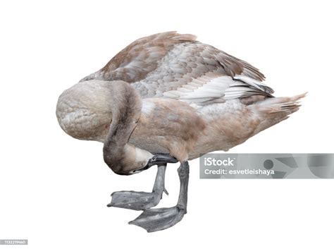 흰색 배경에 고립 된 큰 우아한 회색 백조 전체 길이 스완 백조가 닫힙니다 리버 버드 가금류에 대한 스톡 사진 및 기타 이미지 Istock