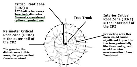 Critical Root Zone Technical Recommendation From Urban Forestry Services Inc