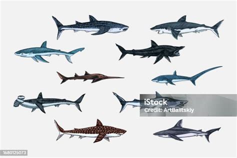 상어 세트 백상아리 Sixgill Sawshark 돌 묵상 모래 호랑이 귀상어 탈곡기 대서양 황소 고등어 고래 청상아리 해양 물고기 바다 생물 로고 또는 티셔츠를 위해
