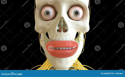 Orbicularis Oris Muscle Anatomy For Medical Concept 3d Rendering Stock Illustration