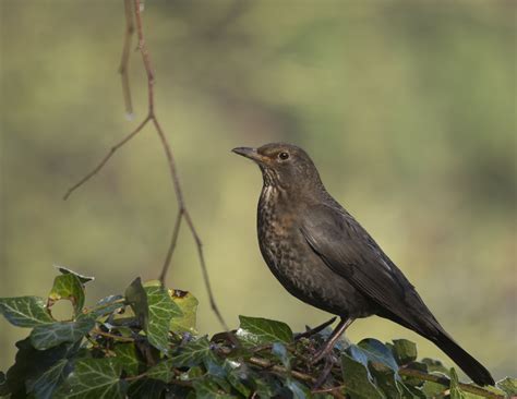 The Nhbs Guide To Uk Thrush Identification