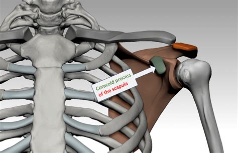 Scapula Coracoid Process