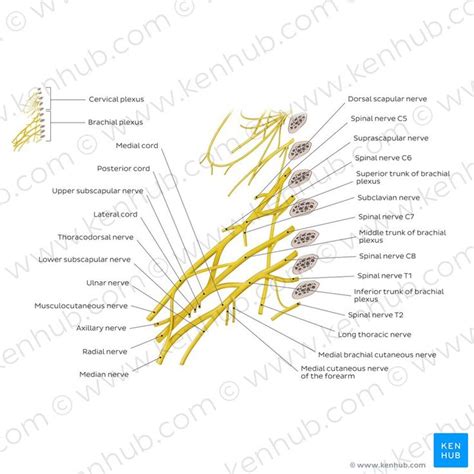 Axillary Nerve Plexus Products Axillary Nerve Medical Babe Essentials