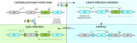 Lambda Phage Replication Cycle ~ Viralzone